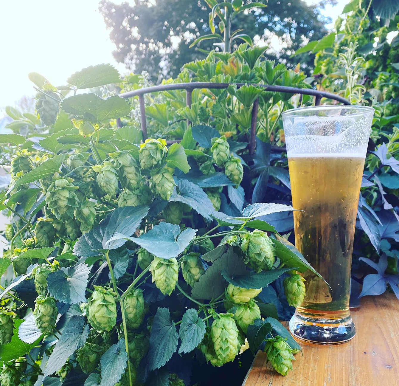 Craft Beverages in the Western White Mountains | Western White Mountain ...